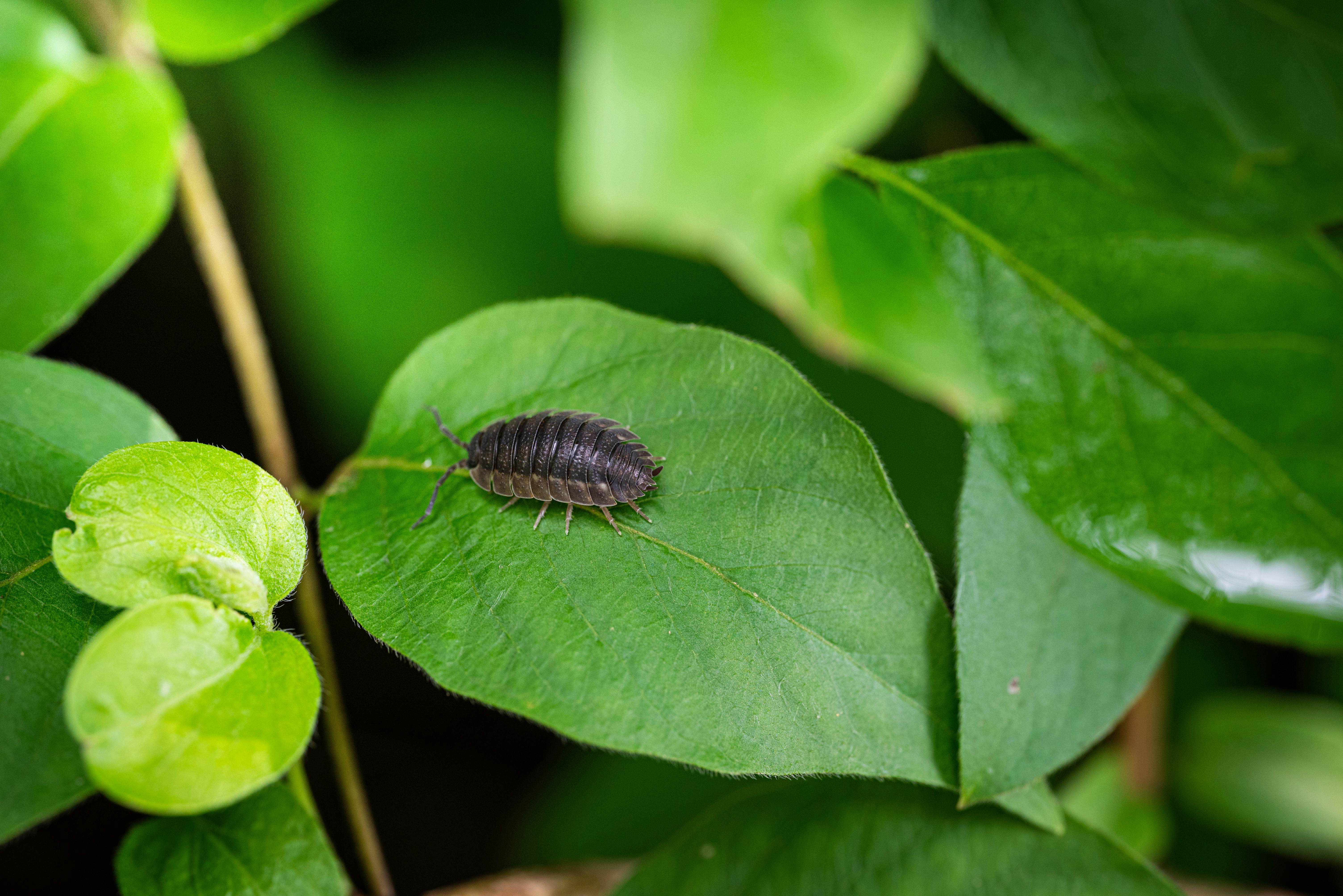 Microfauna – Tinc Tank