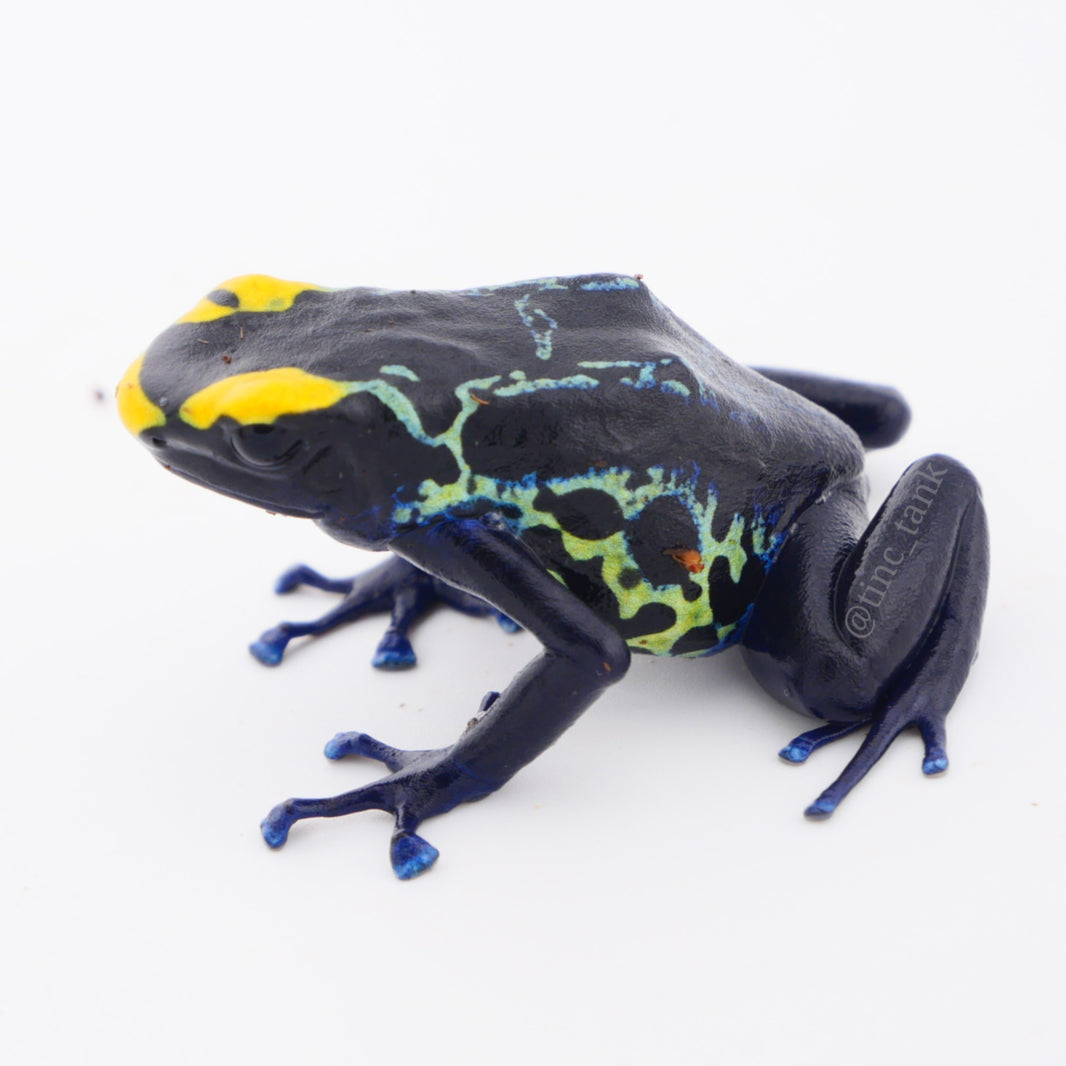 Dart Frogs – Tinc Tank