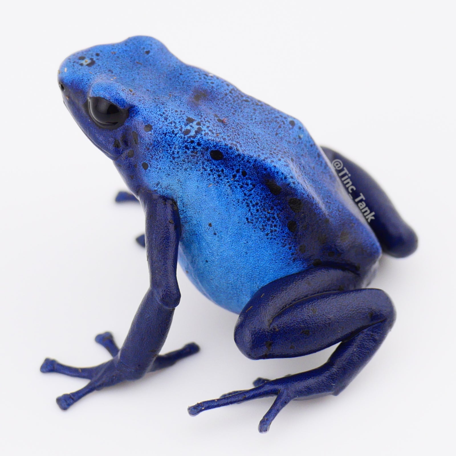 Dendrobates tinctorius 'Azureus' - Wattley Line – Tinc Tank